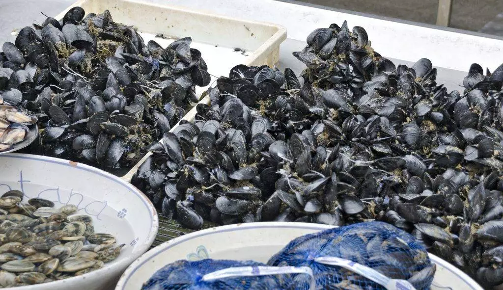 mussels កខ្វក់ ការជូនដំណឹងនៅប្រទេសអ៊ីតាលី