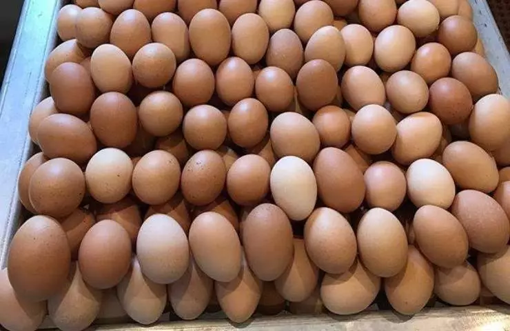 ovos de fipronil