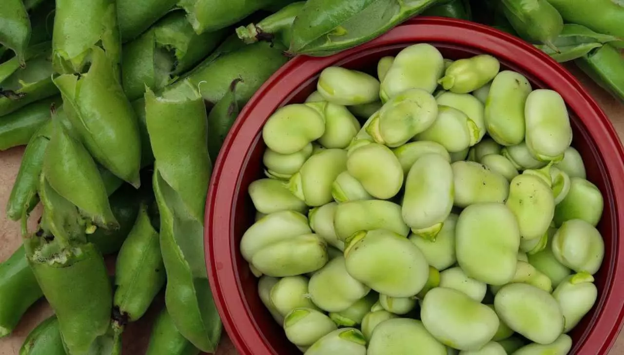 Broad Bean omelette, ohunelo ti a ṣe ni Gusu pẹlu warankasi pecorino ati alubosa 15834_2