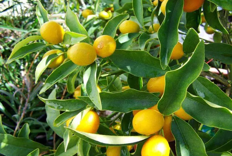 Printim i recetës së citronit të ëmbëlsuar FOTO
