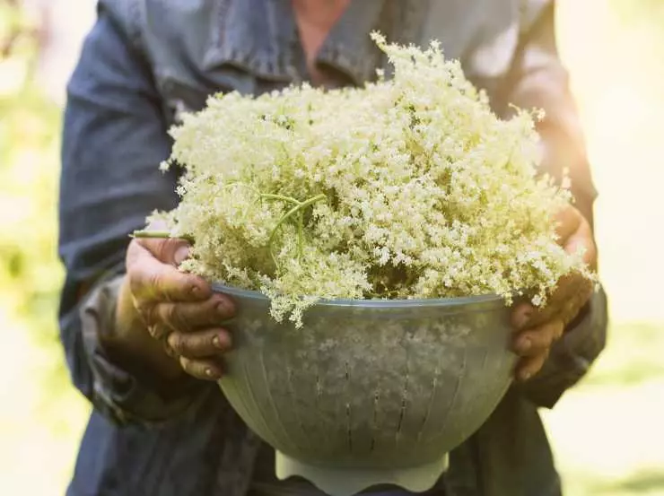 Focaccia na may elderflower | Kapag ang kalikasan ay nahahalo sa pagkain 16150_3