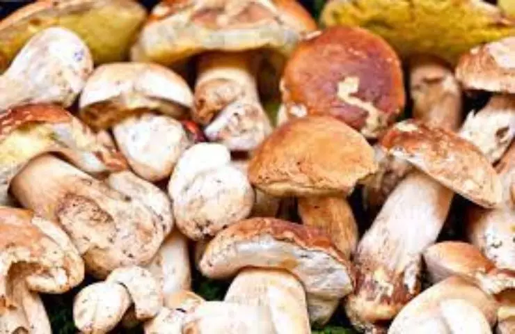 Cogumelos Porcini lembrados