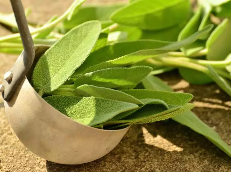 Mashed kentang karo sage