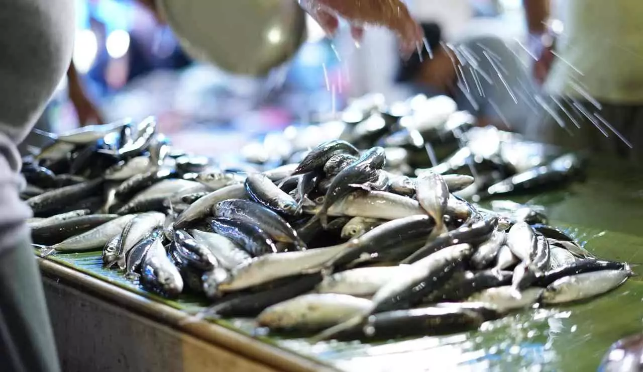 Alarm sardines iyo clams Warka ka yimid Fedagripesca - ricettasprint