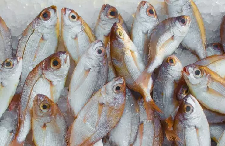 신선한 생선을 보관하는 방법