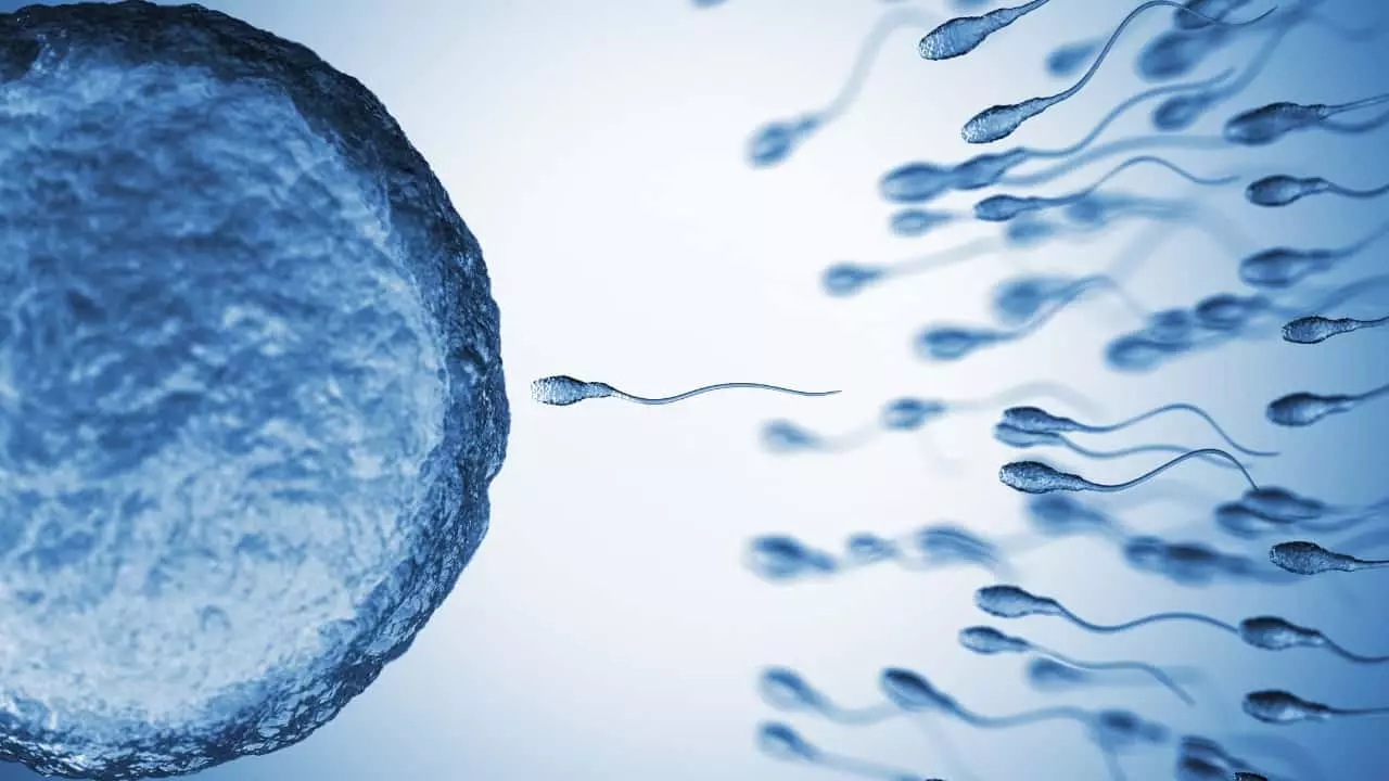 Spermie a plodnost