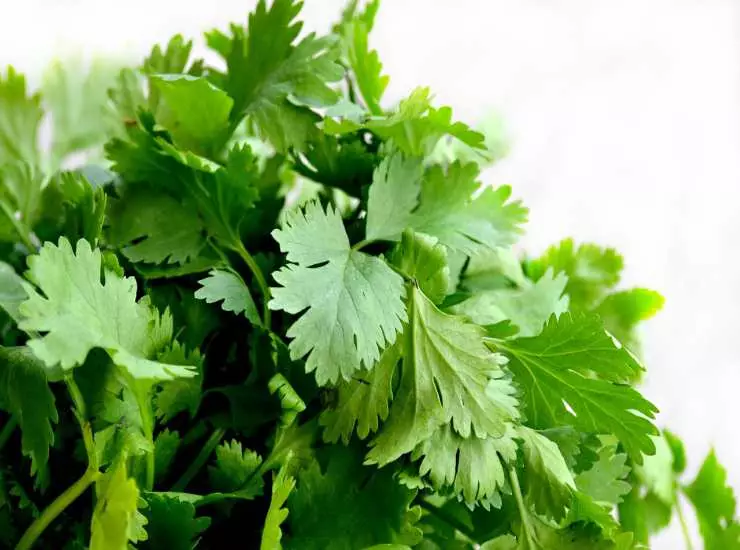 parsley