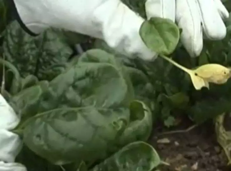 How to Plant and Milking Spinach | Mat The Farmer digital farmer recipe and trick