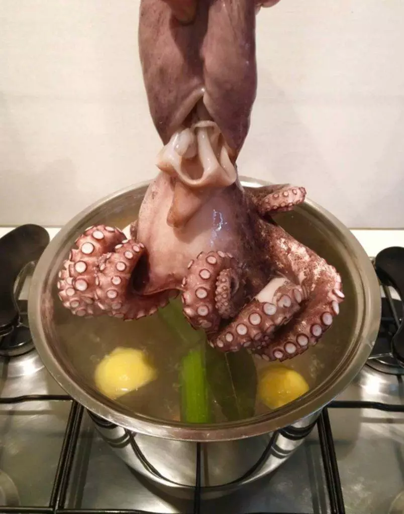 zvita hobotnica
