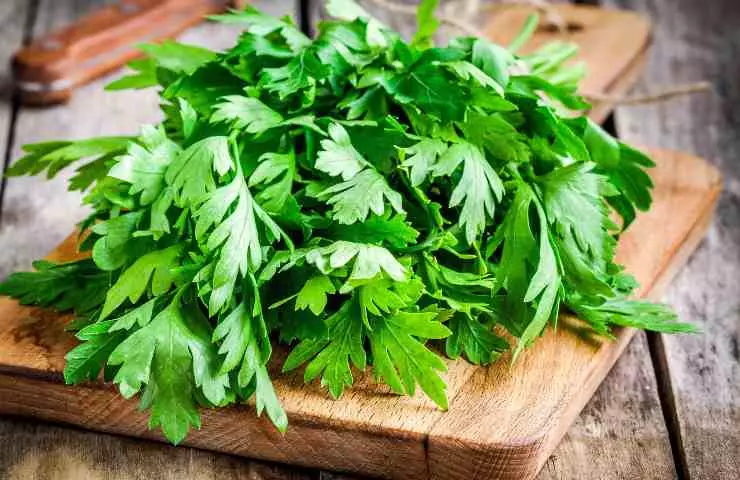 Parsley nyob rau hauv bunches