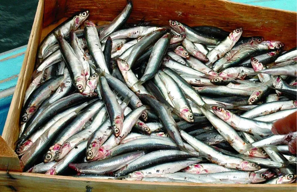 Anchovies sorkirî bi leymûn û îsotê, guhertoyek teqemenî 21570_2