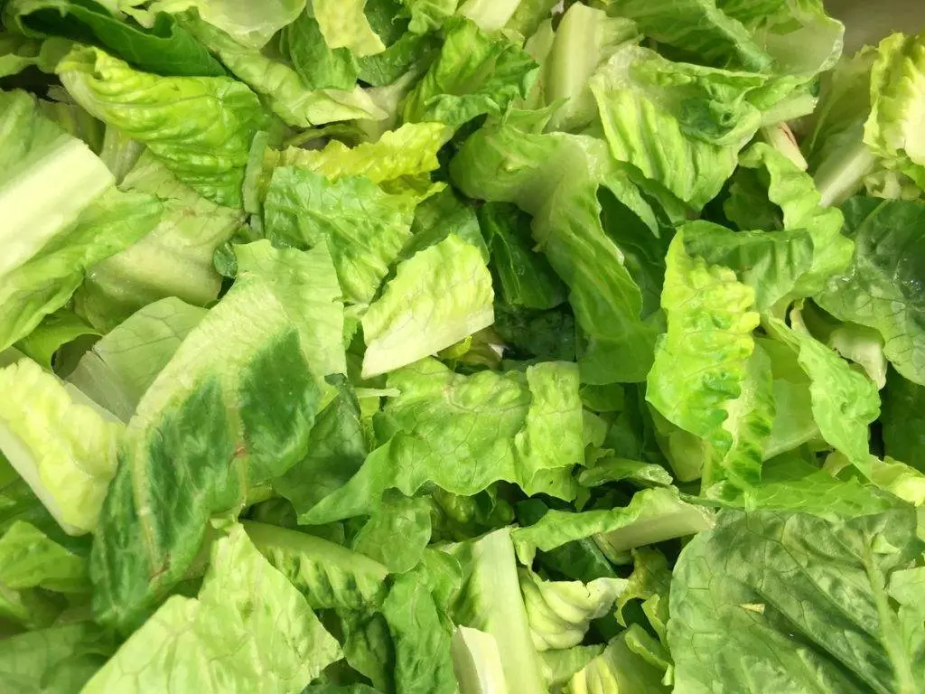 cream of lettuce - ພິມສູດ