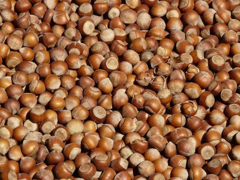 Hazelnuts la dubay ee foornada, sidee si fudud loo diiriyaa? 21958_2