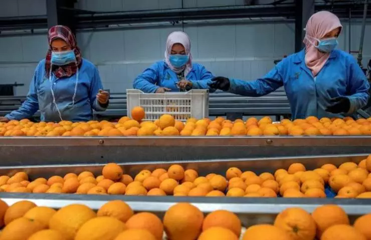 農藥污染橙子