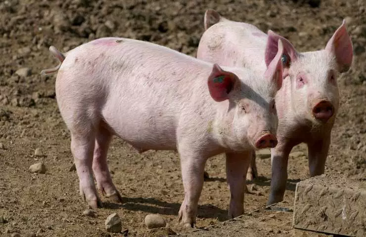 Afrikanische Schweinepest, die Krankheit ist in Italien: welche Gebiete betroffen sind 22878_2