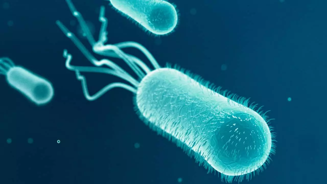 Salut, Escherichia Coli pot promoure l'aparició d'un atac de cor