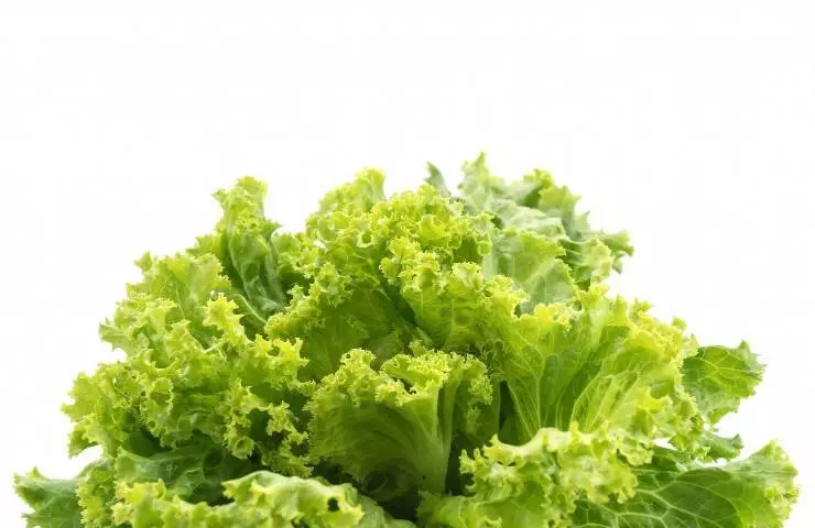 lechuga fresca