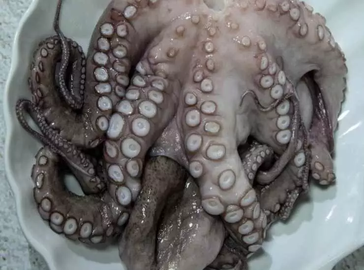 octopus