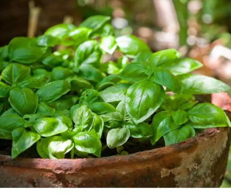 ಸಾಸೇಜ್ ಮತ್ತು ಬೇಯಿಸಿದ ಆಲೂಗಡ್ಡೆ