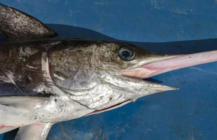 I-Mercury ku-swordfish, khumbula ukungcoliswa okukhulu 24524_2