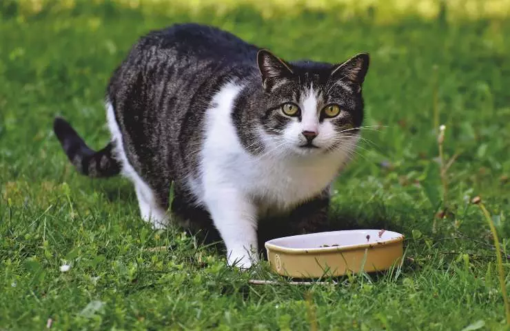 Pojačivač hrane za mačke