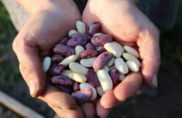 Kacang polong kalengan