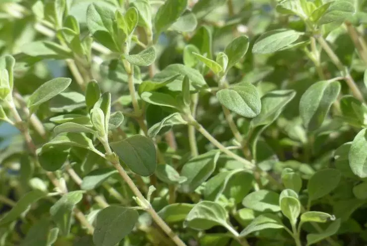 Pasta með kjúklingi durelli MYNDAuppskriftarprentun