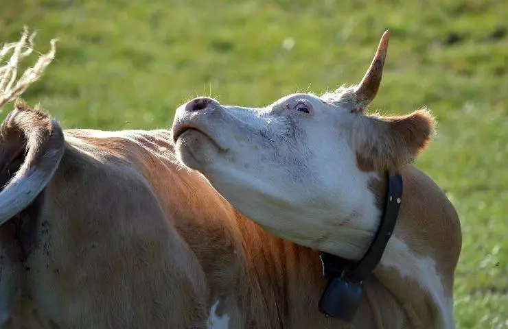 Hullu lehma tõbi on tagasi