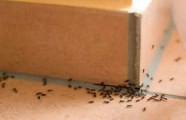 Mravce v dome, ako sa ich zbaviť