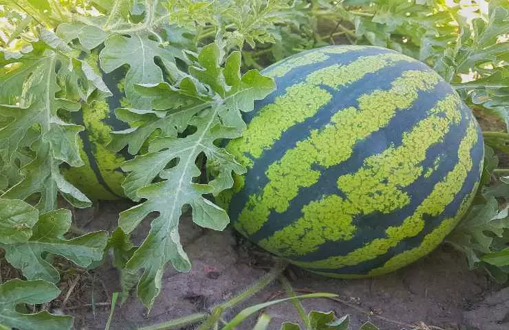 Melon, របៀបដើម្បីសម្គាល់ល្អបំផុតនៃប្រភេទផ្សេងគ្នា: ល្បិច 27382_2