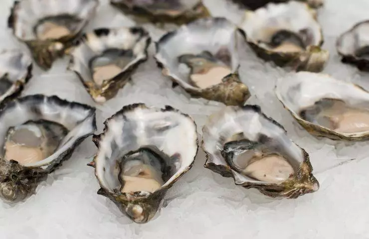 Escherichia coli nyob rau hauv oysters