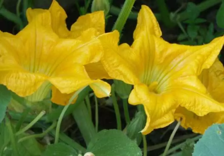 ズッキーニの花|おばあちゃんの2つの実用的なトリック|それらを魅力的にするために 29445_3