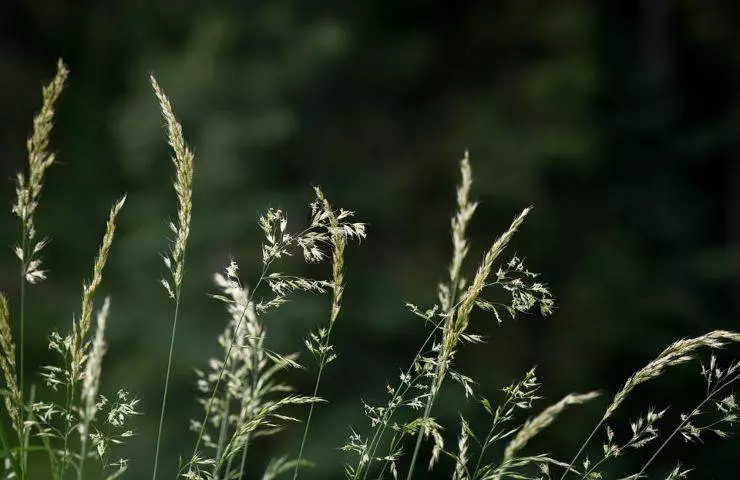 Alergia a las gramíneas, cuáles son los síntomas y alimentos a evitar 30241_2