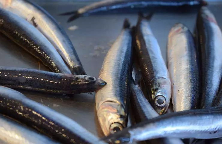 anchovy chicory salad 2022 02 19