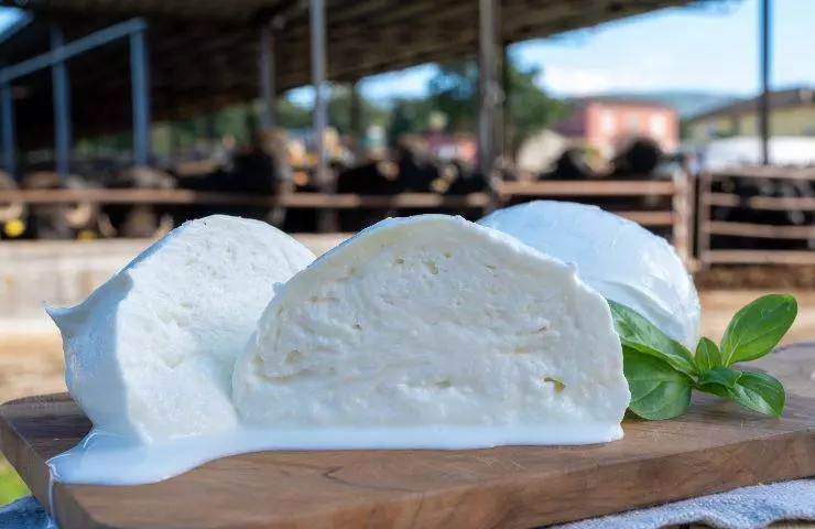 Chifukwa chiyani amadya njati mozzarella