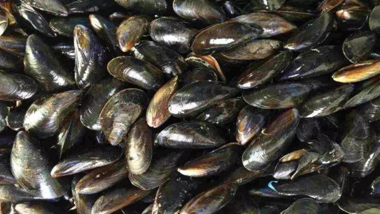 peppered mussel hamwe nogutegura ibiryo byo mu nyanja 31703_2
