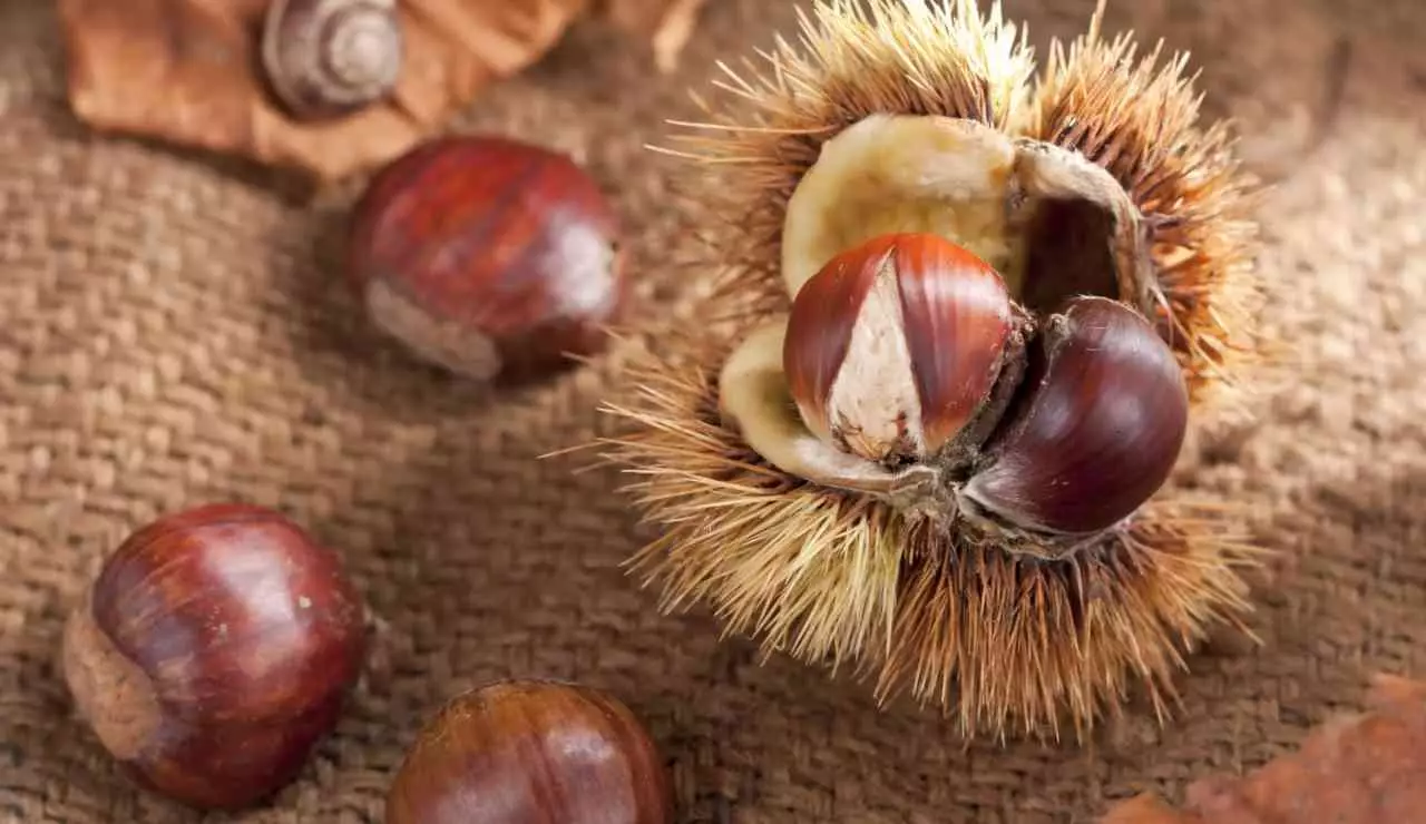 Ungakhetha kanjani ama-chestnuts | Ikhwalithi kanye nomehluko ngama-chestnuts