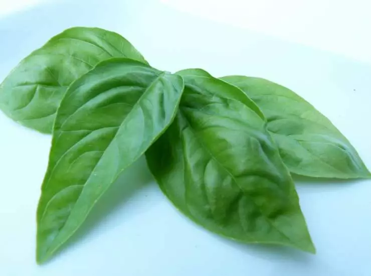 basil