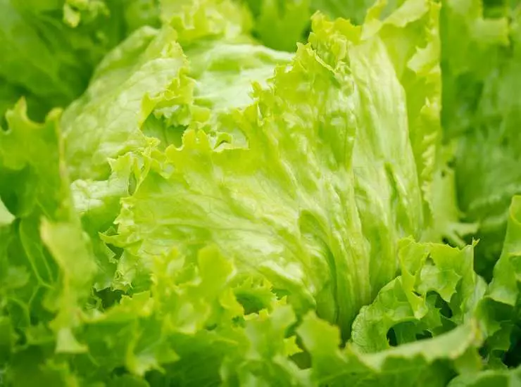 Листя салату з цибулею та квасолею ФОТО рецепт друку