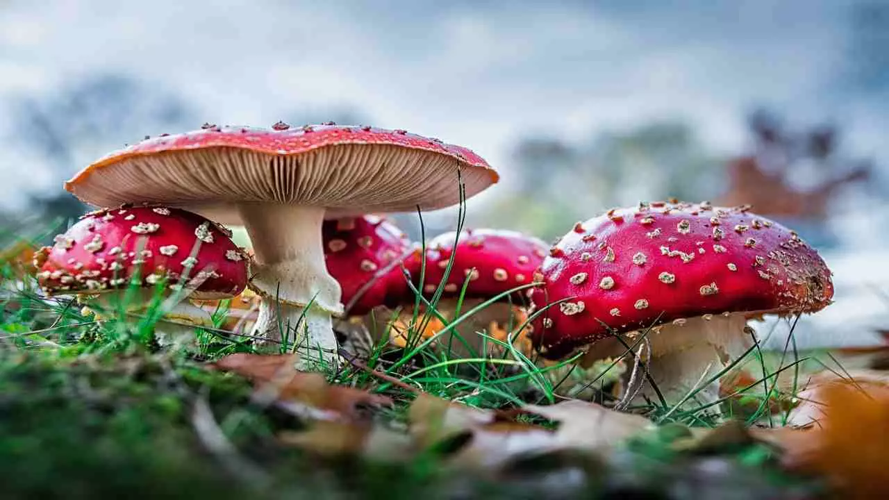 Intoxication aux champignons, quels sont les risques même très graves