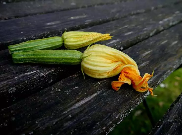 Zucchini फूल cannoli फोटो नुस्खा प्रिन्ट