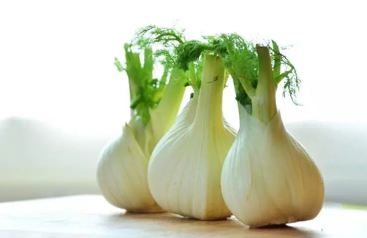 fennel