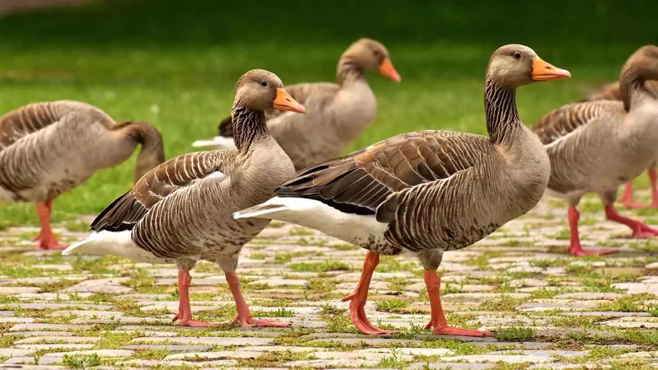 Gänseleber, gewalttätige Praktiken, denen Tiere ausgesetzt sind, sind für die EU in Ordnung