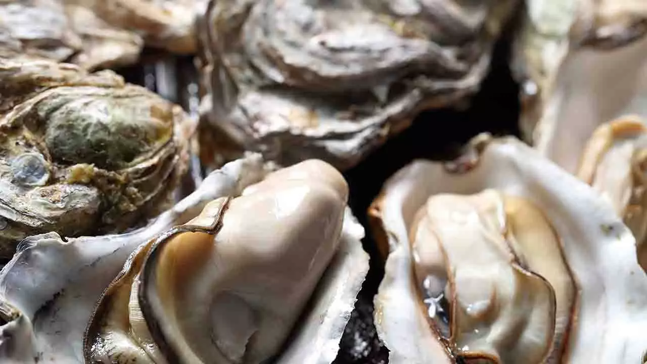 How to store and purge fresh oysters, here are the useful tips