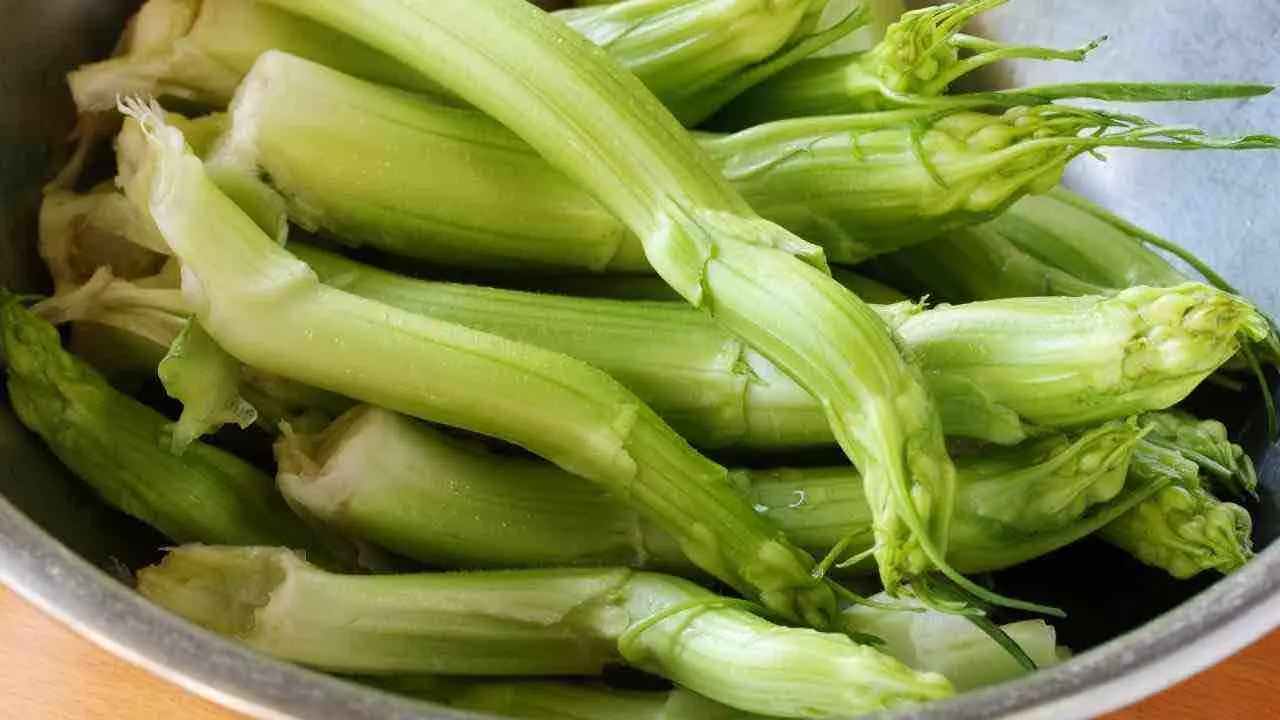 Puntarelle trong một thành phần chuẩn bị công thức nấu ăn