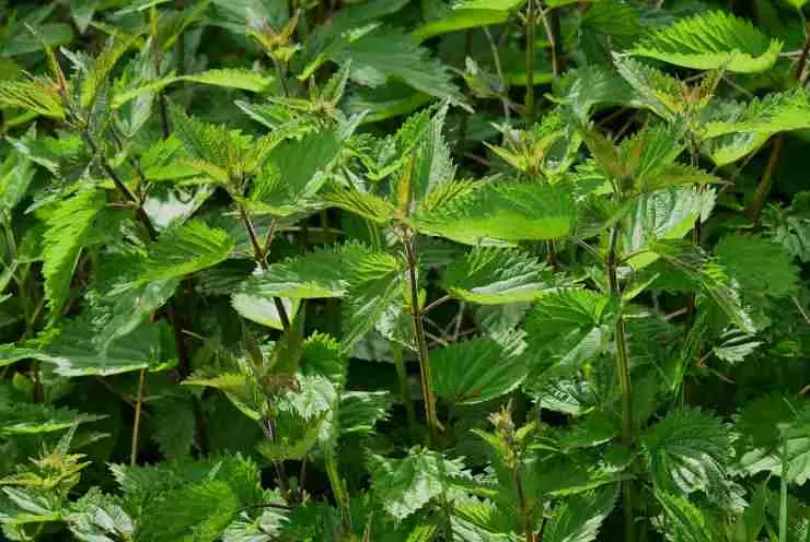 Canederli dengan jelatang FOTO cetakan resipi