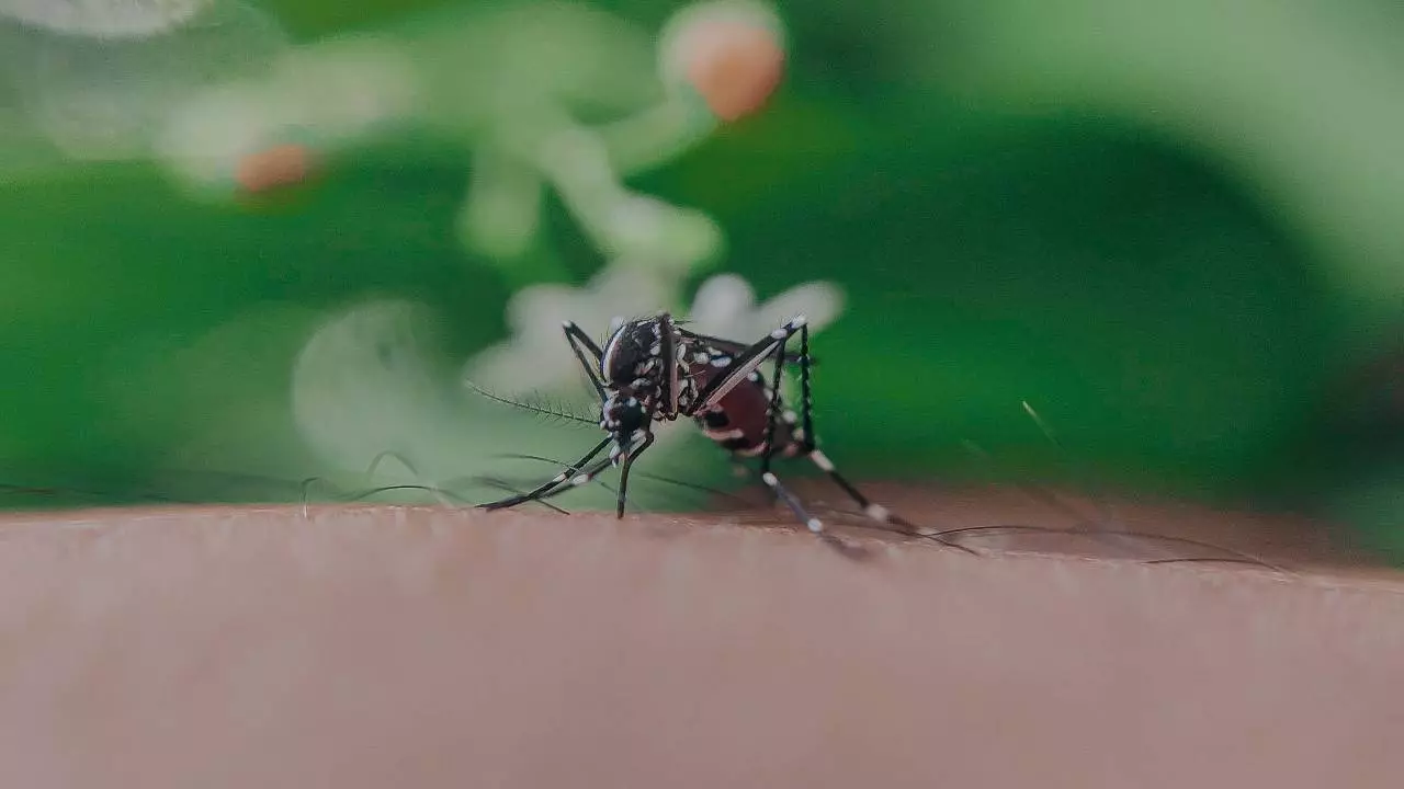 Pickimet e mushkonjave, si të bëni një vaj kundër kruajtjes në një minutë