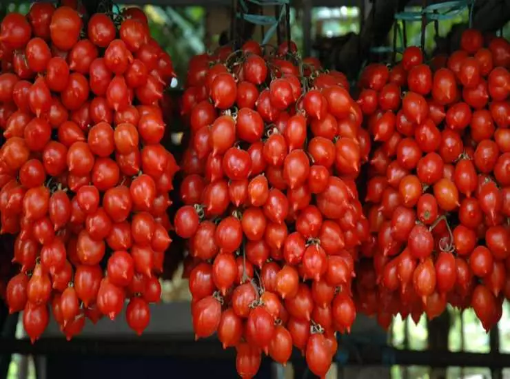пиеноло домати (1)