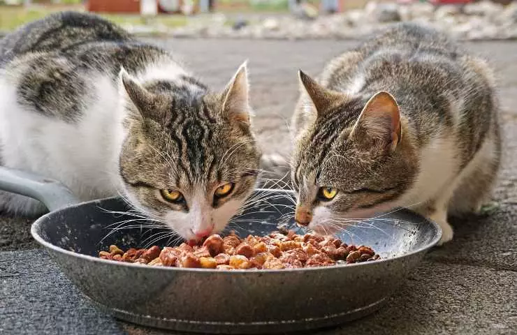 Çiy ev heyvanı yemindən gələn təhlükələr