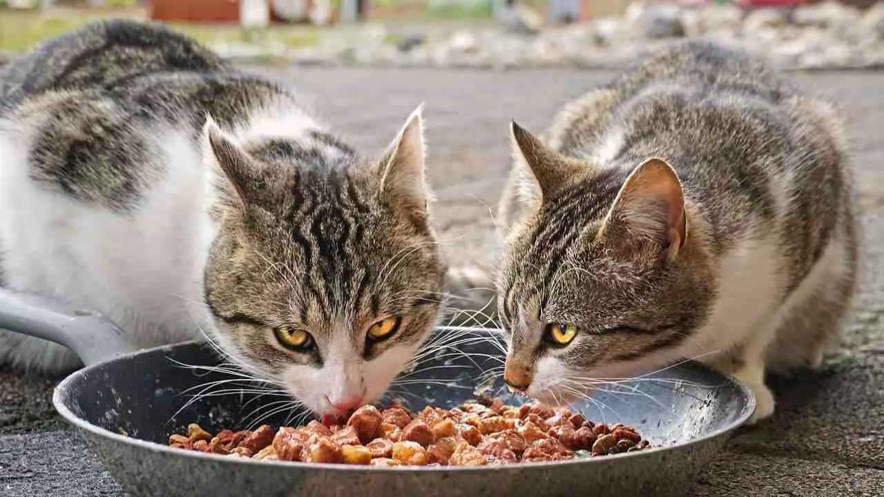 Comida para gatos, ten coidado porque corres o risco de que o teu gato coma isto